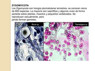 Biología Del Descomponedor