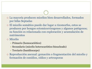 Hongos en el suelo | PDF