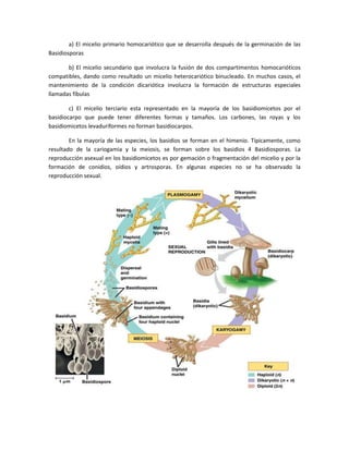 Hongos en el suelotrabajo | PDF