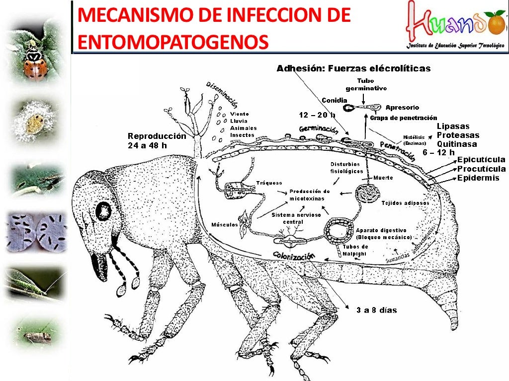 Hongos entomopatógenos