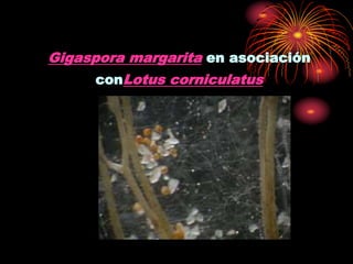 Hongos fitopatógenos | PPTX