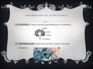 Hongos fitopátogenos | PPTX