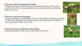 Hongos forestales | PPTX