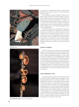 Hongos | PDF