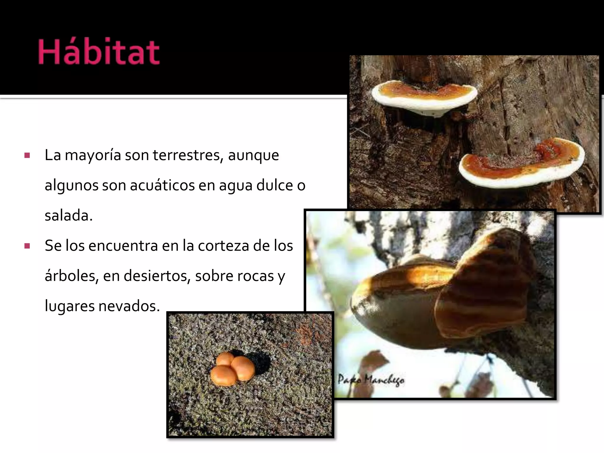 Hongos imperfectos o deuteromycota | PPTX