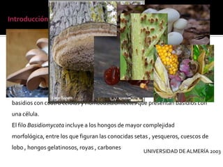 Hongos imperfectos o deuteromycota | PPTX
