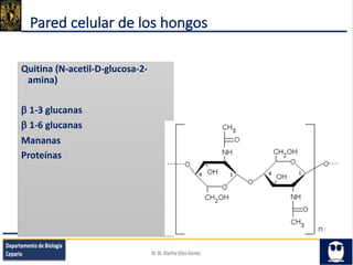 hongos microscopicos presentacion de la facultad de quimima | PDF