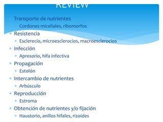 Introducción al Reino de los Hongos | PPTX
