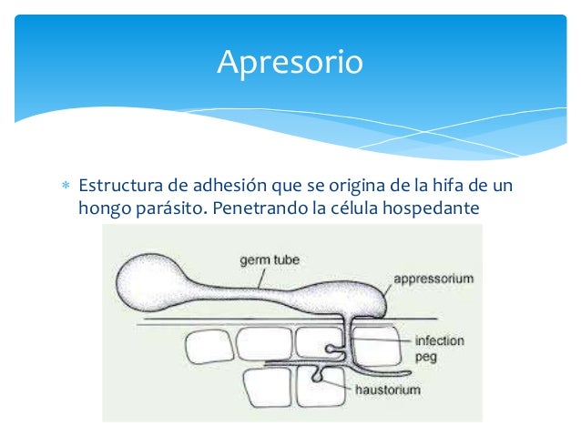 Introducción al Reino de los Hongos