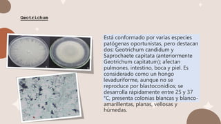 PATOLOGÍAS PRODUCIDAS POR LOS HONGOS MEDICINA | PPTX