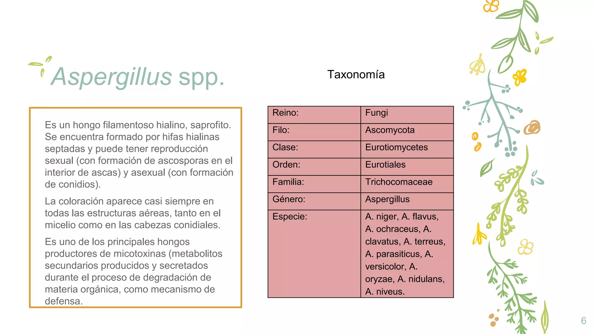 Hongos productores de micotoxinas | PPTX