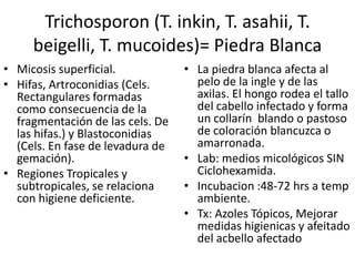 Hongos superficiales | PPTX