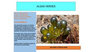 HONGOS Y ALGAS QUE DEBES CONOCER.pptx