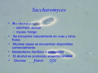 Hongos y alimentos | PPT