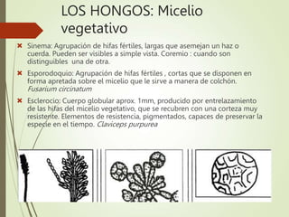 Microbiologia hongos y Levaduras 2.powerpt | PPT