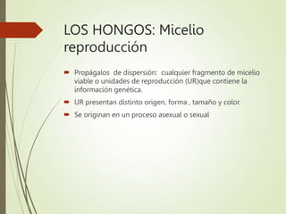 Microbiologia hongos y Levaduras 2.powerpt | PPT