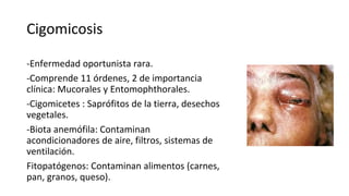 Hongos y micosis | PPTX