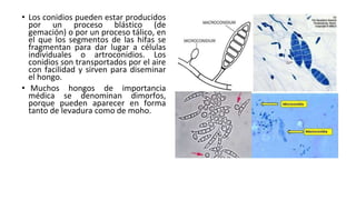 Hongos y micosis | PPTX