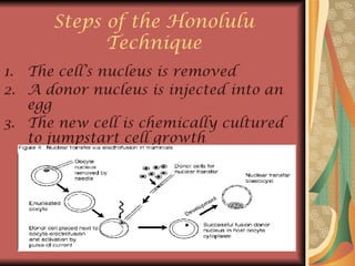 Honolulu cloning technique | PPT