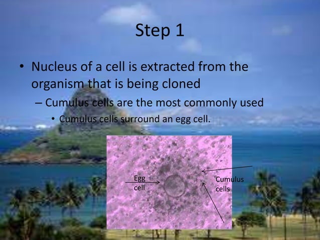 Honolulu technique | PPTX | Biological Sciences | Science