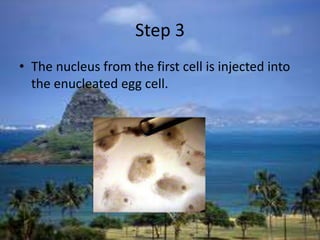 Honolulu technique | PPTX