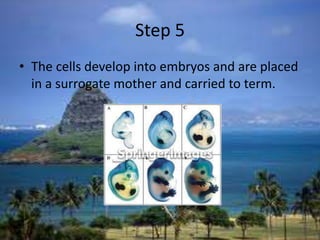 Honolulu technique | PPTX