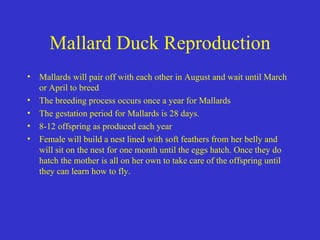 Jake Allison-Mallard Duck | PPT