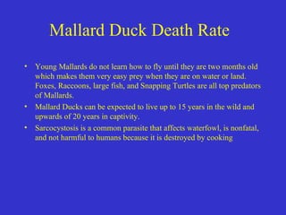 Jake Allison-Mallard Duck | PPT