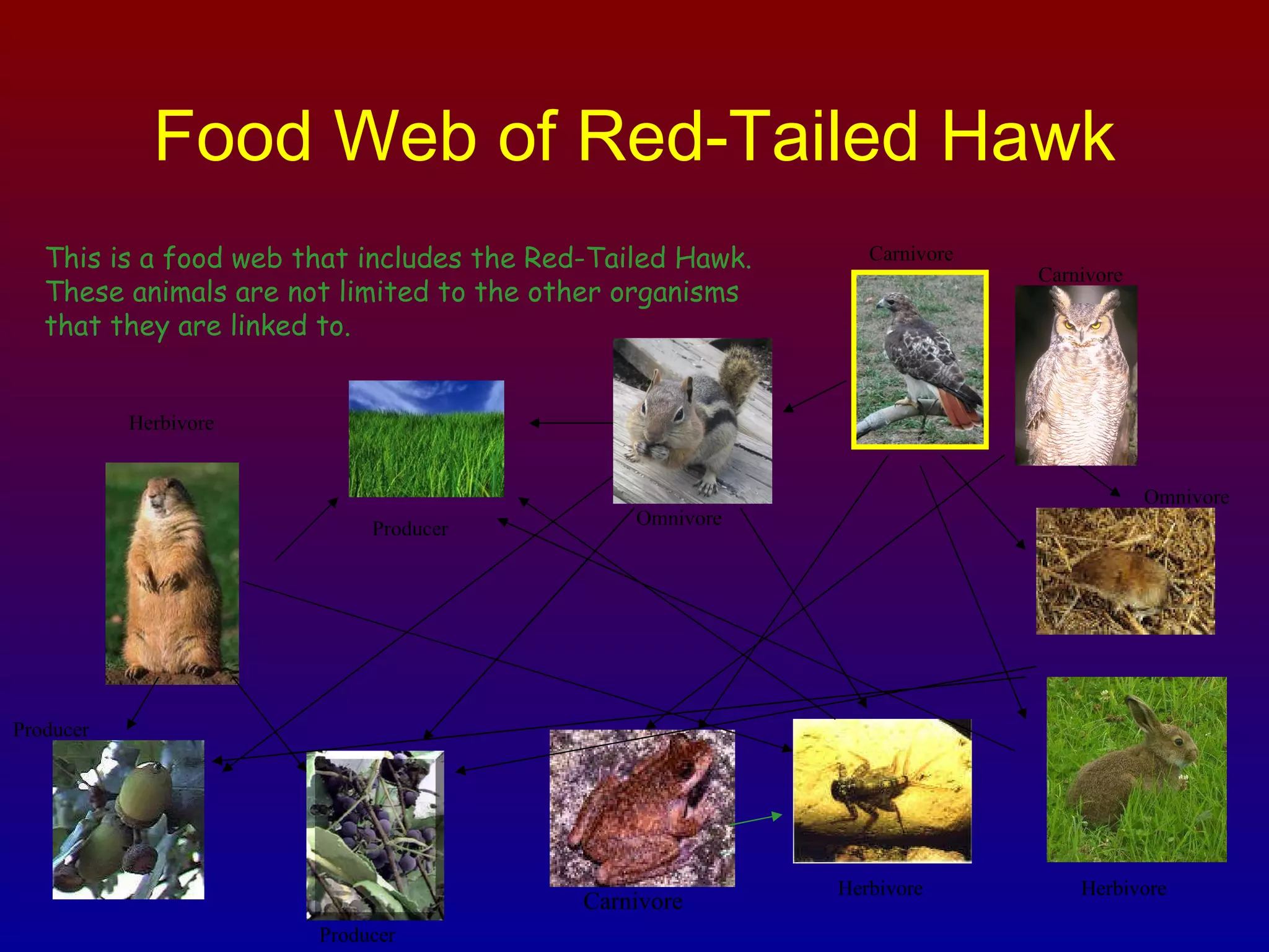 Tara Matson's Honors bioii ecologyproject | PPT