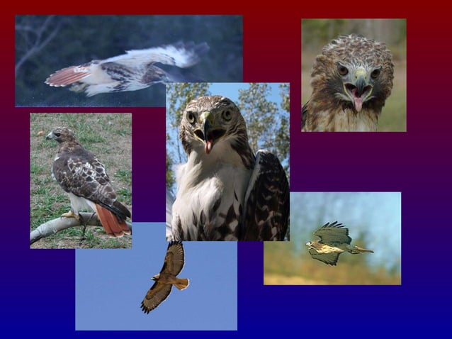 Tara Matson's Honors bioii ecologyproject | PPT | Hunting and Shooting ...