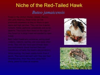 Tara Matson's Honors bioii ecologyproject | PPT | Hunting and Shooting ...