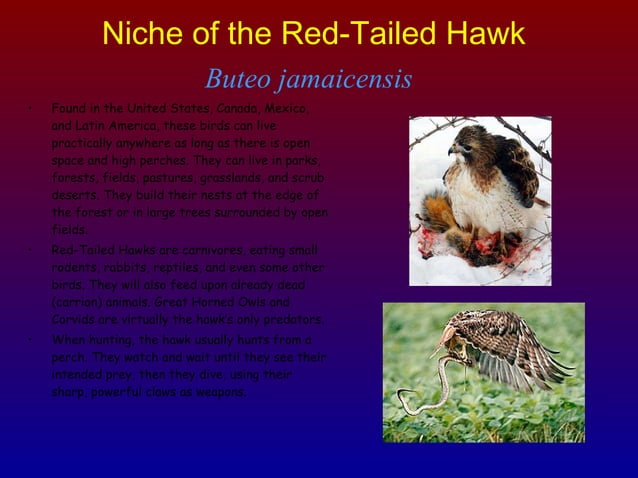 Tara Matson's Honors bioii ecologyproject | PPT | Hunting and Shooting ...