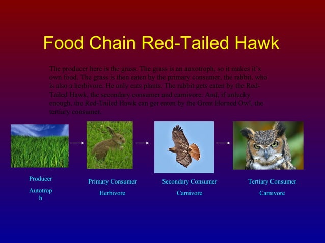 Tara Matson's Honors bioii ecologyproject | PPT