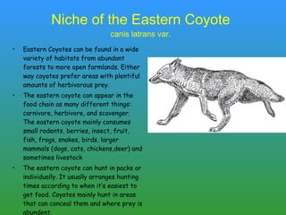 savannah bubin | PPT