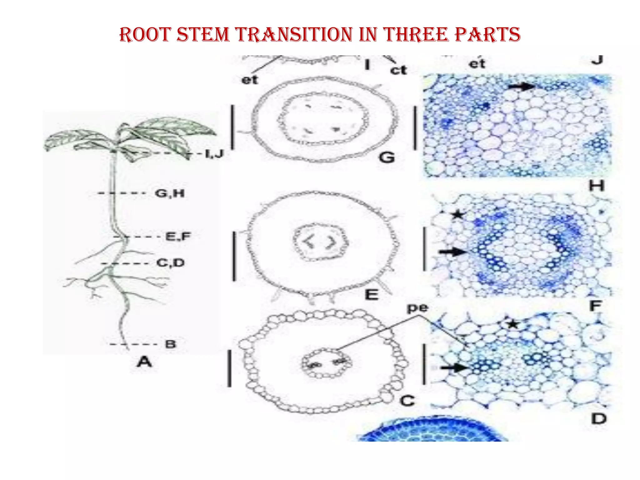 Hons sem 3 root stem transition | PPT