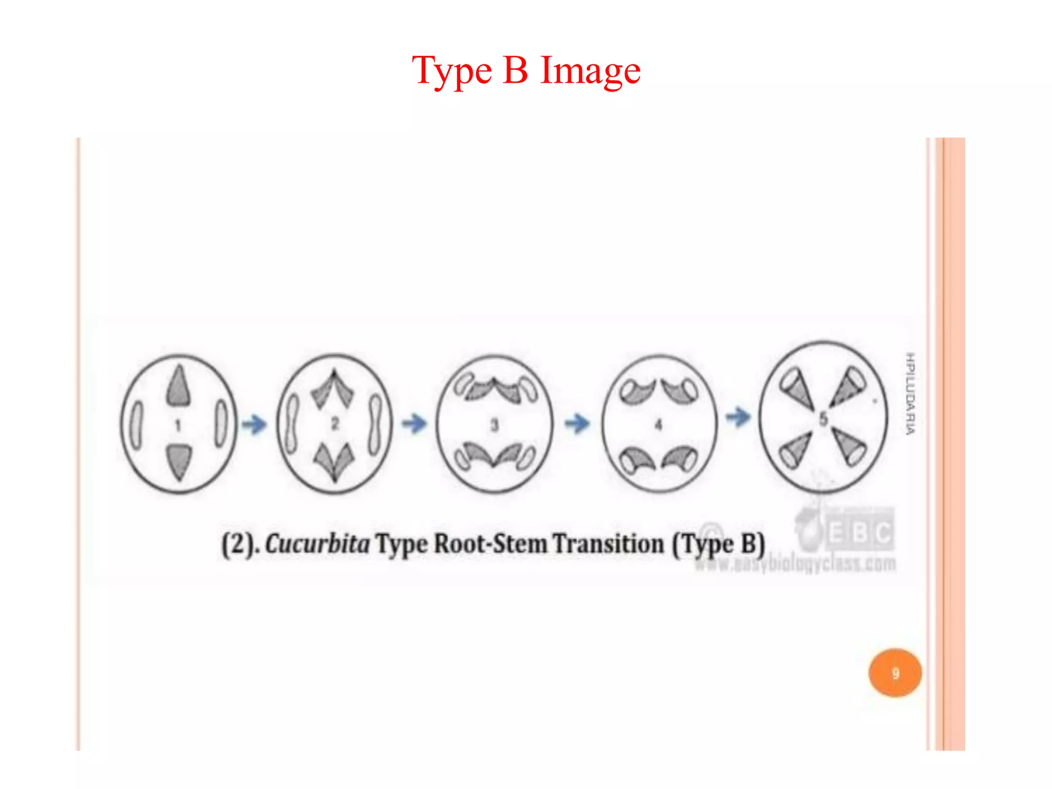 Root Stem Transition in Plant Body | PDF