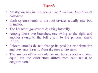 Hons sem 3 root stem transition | PPT