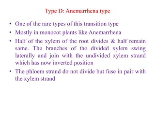 Root Stem Transition in Plant Body | PDF