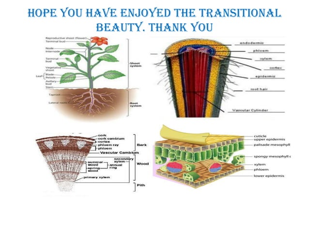 Root Stem Transition in Plant Body | PDF | Gardening | Home & Garden
