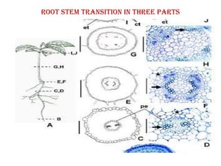Root Stem Transition in Plant Body | PDF