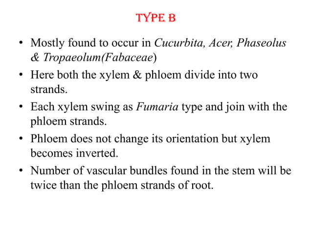 Root Stem Transition in Plant Body | PDF | Gardening | Home & Garden