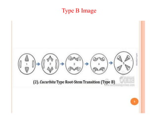 Root Stem Transition in Plant Body | PDF