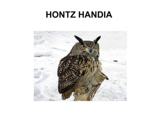 Hontz handia | ODP
