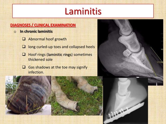 lameness (equine hoof affections) Dr. Alaa Ghazy | PPTX