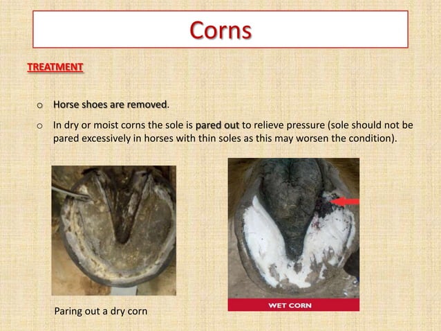 lameness (equine hoof affections) Dr. Alaa Ghazy | PPTX