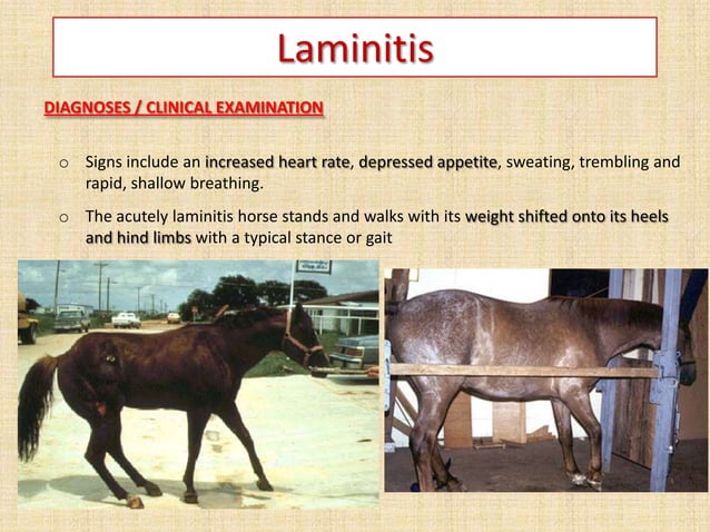 lameness (equine hoof affections) Dr. Alaa Ghazy | PPTX
