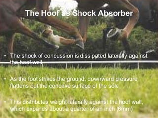 SHOCK ABSORBER IN HOOF | PPTX