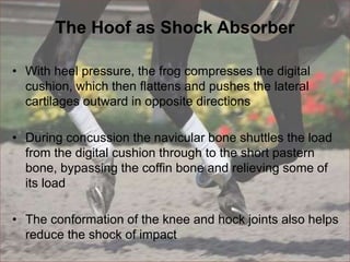 SHOCK ABSORBER IN HOOF | PPTX