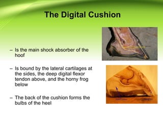 SHOCK ABSORBER IN HOOF | PPTX