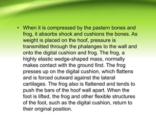 SHOCK ABSORBER IN HOOF | PPTX